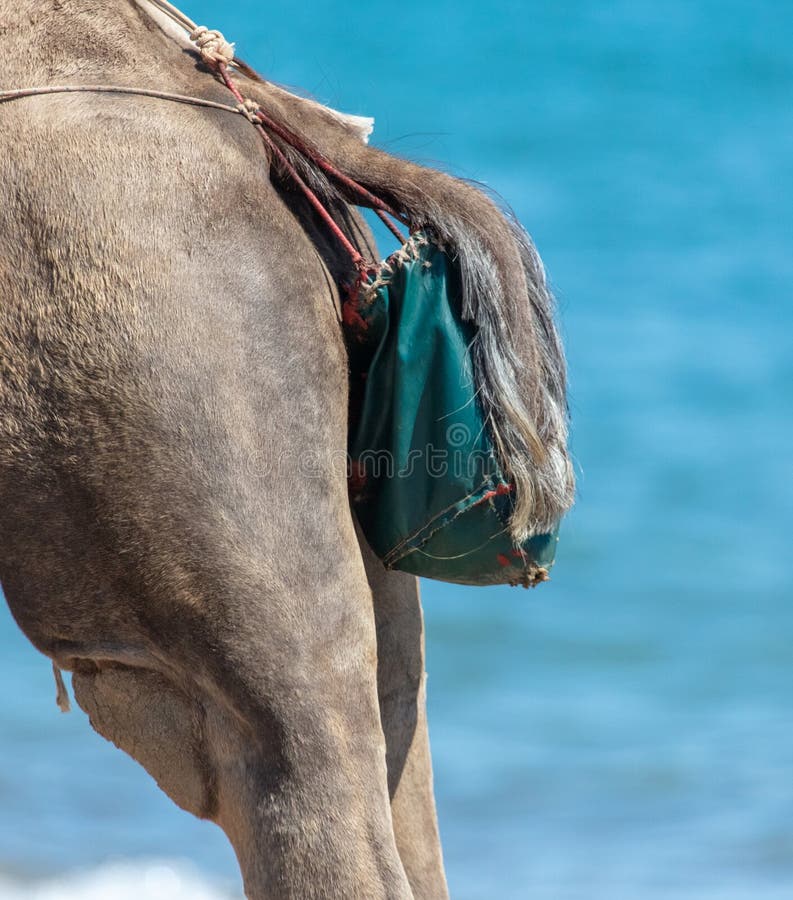 A Urine Bag Under the Tail of a Camel Stock Image - Image of ...