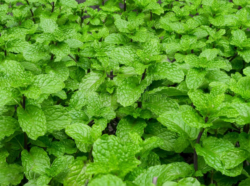 Minzen Stockfotos und Bilder - Laden Sie 6,156 lizenzfreie Fotos herunter