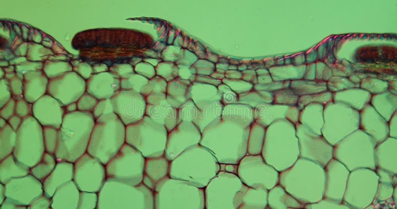 Urn Leaf Stock Footage & Videos - 40 Stock Videos