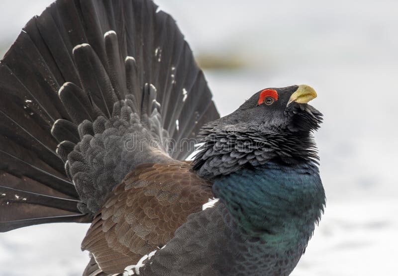 Urogallo De Madera Del Urogallo Occidental En El Fondo Blanco Foto de ...