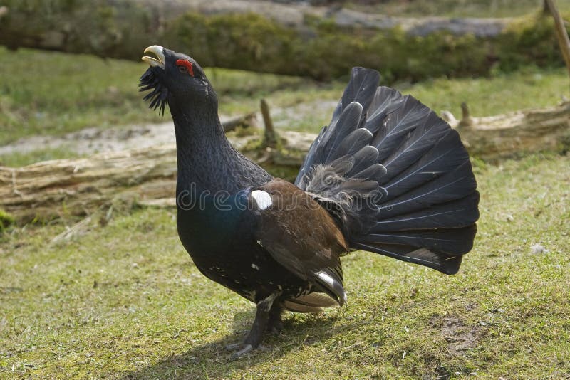 Urogallo De Madera - Urogallus Del Tetrao Foto de archivo - Imagen de ...
