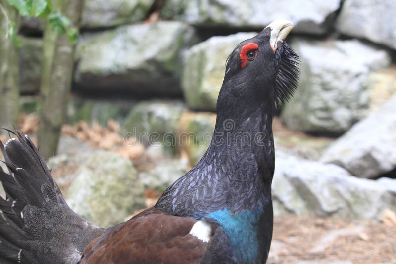 Urogallo occidental imagen de archivo. Imagen de europa - 53100295