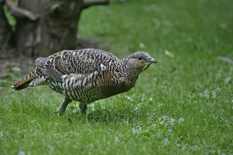 El rebuznar del burro imagen de archivo. Imagen de crema - 123560651