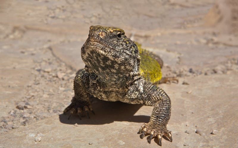 Uromastyx geyri stock image. Image of haddou, species - 22060825
