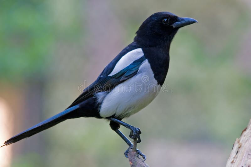 Urraca foto de archivo. Imagen de animal, fauna, bosque - 9635442