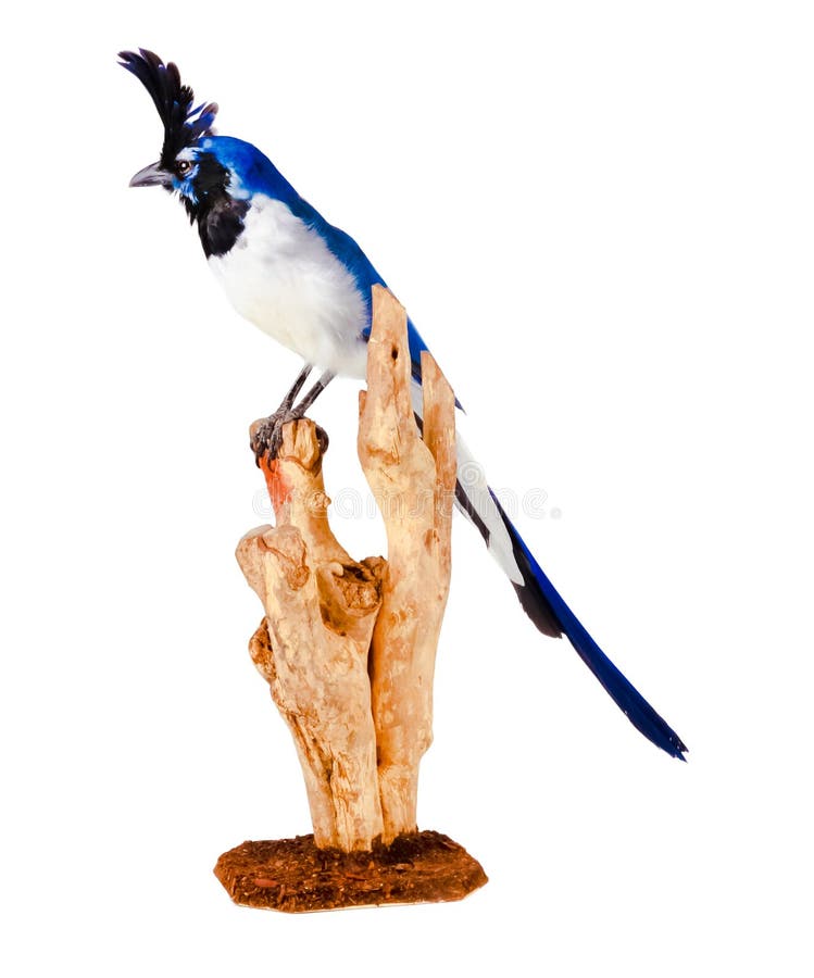 Urraca azul foto de archivo. Imagen de pluma, negro, tropical - 29574592