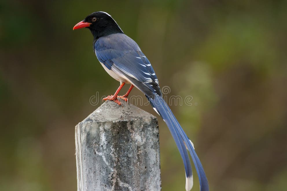 Urraca azul imagen de archivo. Imagen de cubo, verde - 39434619