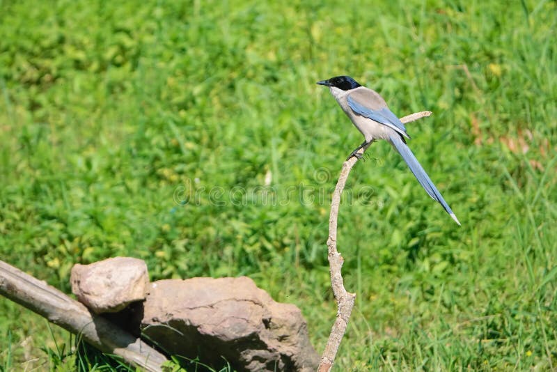 Urraca Azul-coa alas imagen de archivo. Imagen de compita - 14244723