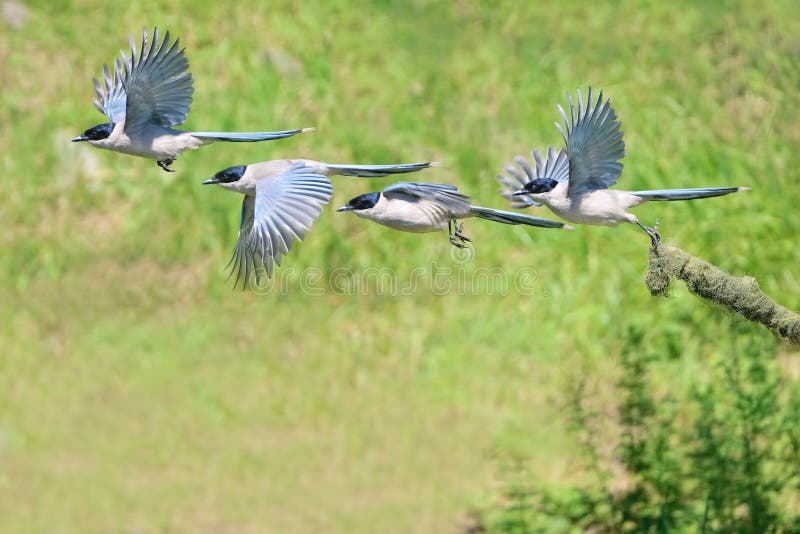 Urraca Azul-coa alas imagen de archivo. Imagen de compita - 14244723