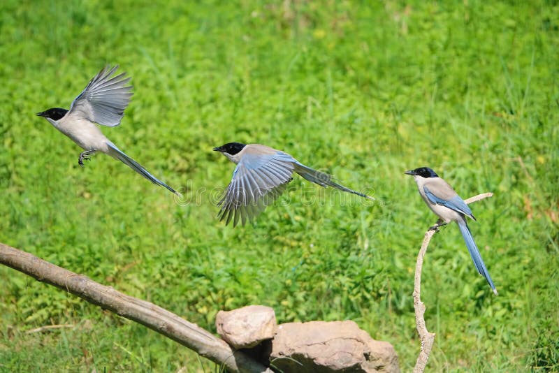 Urraca Azul-coa alas foto de archivo. Imagen de animales - 119496924