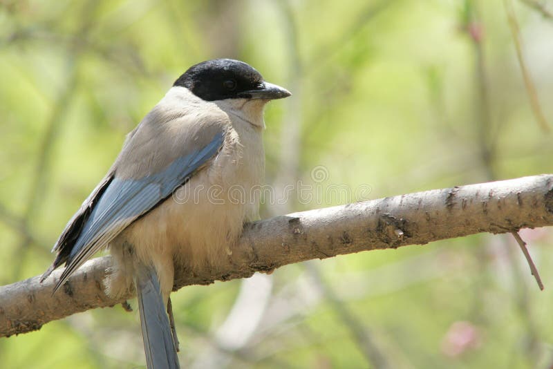 Urraca Azul-coa alas imagen de archivo. Imagen de fauna - 36859771