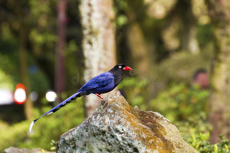 Urraca del azul de Formosa imagen de archivo. Imagen de programa - 34180209