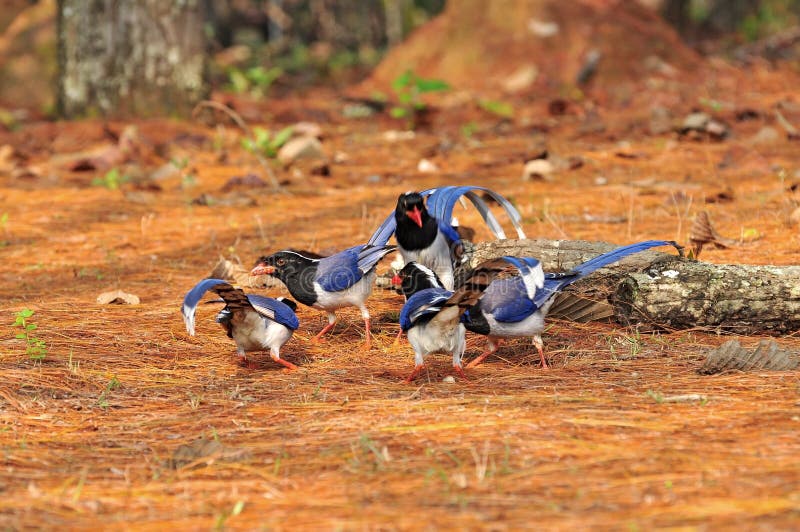 Urraca azul formosana foto de archivo. Imagen de parque - 20198812