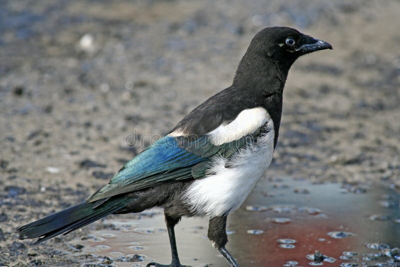 Urraca joven. foto de archivo. Imagen de curioso, fauna - 1933692