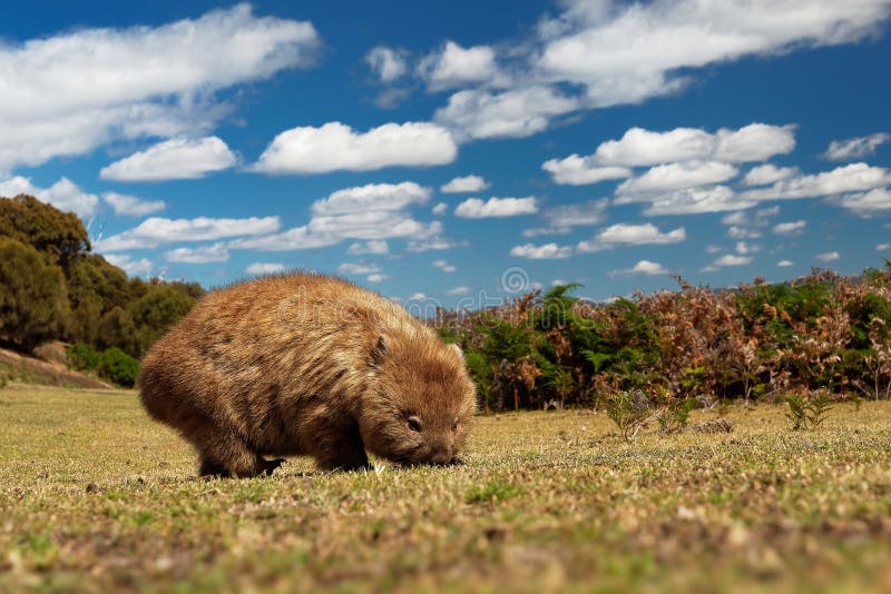 Ursinus Di Vombatus - Vombato Comune Nel Paesaggio Tasmaniano ...