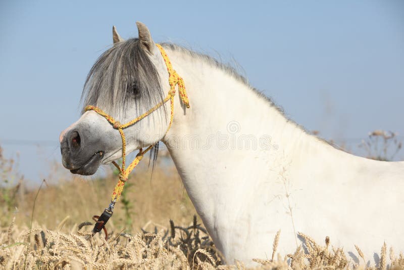 Ursnygg Vit Hingst Av Den Welsh Bergponnyn Arkivfoto - Bild av vitt ...