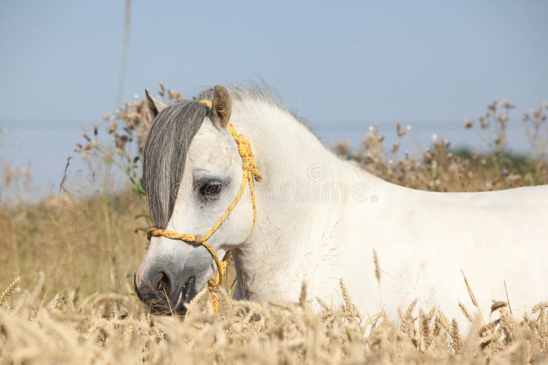Ursnygg Vit Hingst Av Den Welsh Bergponnyn Arkivfoto - Bild av vitt ...