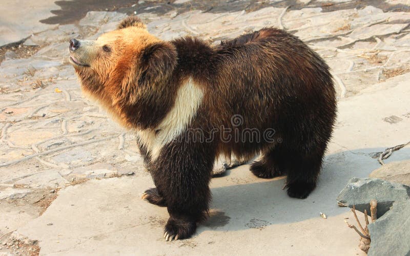 Urso Azul Tibetano Ou Urso Do Cavalo Imagem de Stock - Imagem de alasca ...