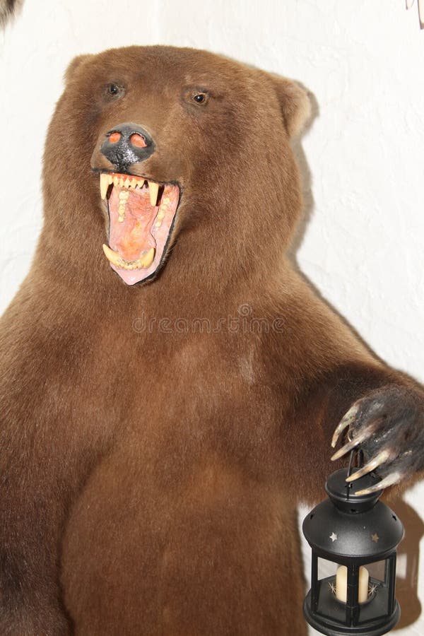 Urso imagem de stock. Imagem de enchido, urso, taxidermia - 203478831