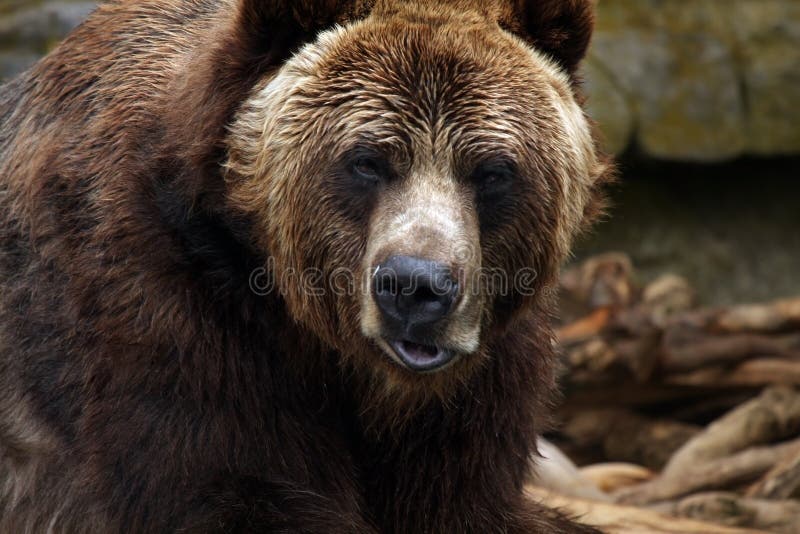 Urso de Kodiak foto de stock. Imagem de rosnado, rosnar - 5338516