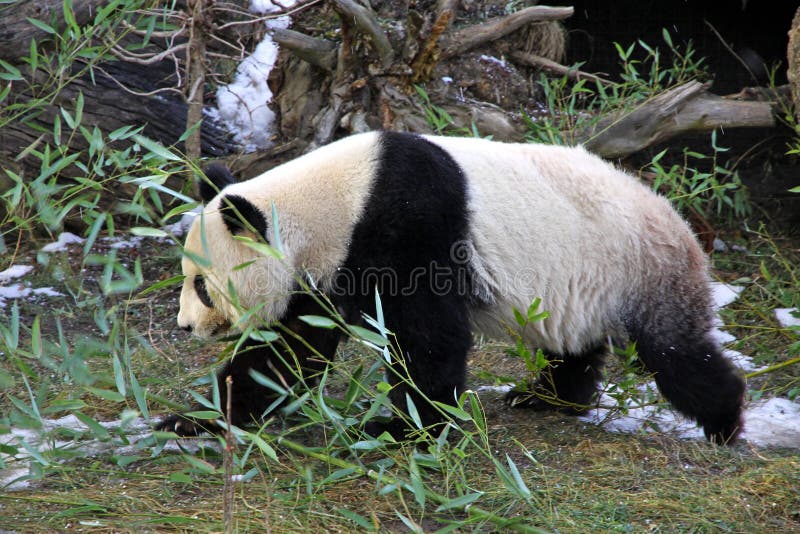 Urso de panda gigante imagem de stock. Imagem de leste - 17846149
