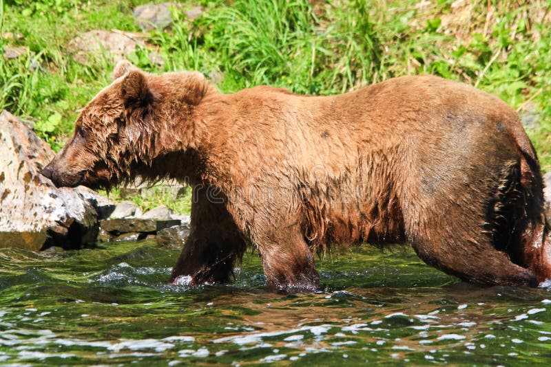 Urso De Urso De Alaska Brown Toda Molhado Imagem de Stock - Imagem de ...
