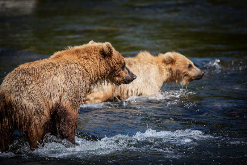 Urso Do Alasca Cubs De Brown Foto de Stock - Imagem de alaska, marrom ...