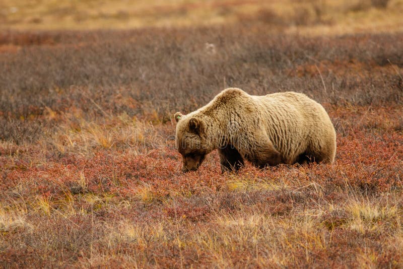 Urso Do Urso No Parque Nacional De Denali, Alaska Foto de Stock ...