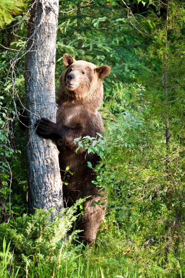 Urso do urso imagem de stock. Imagem de marca, estar - 15254469