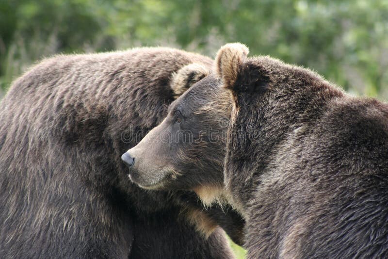 Urso do urso foto de stock. Imagem de nsula, grizzly - 17277346