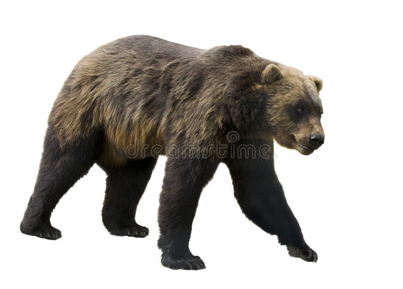 Urso do urso imagem de stock. Imagem de selvagem, andar - 26692577