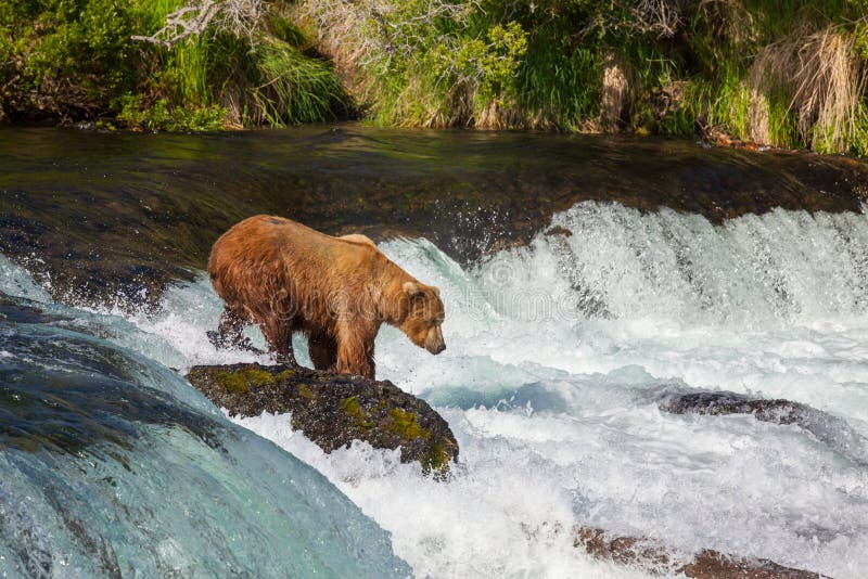 Urso em Alaska imagem de stock. Imagem de marrom, certo - 27053749