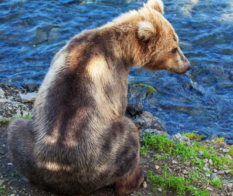 Urso de Grizly em Alaska imagem de stock. Imagem de comer - 29991001