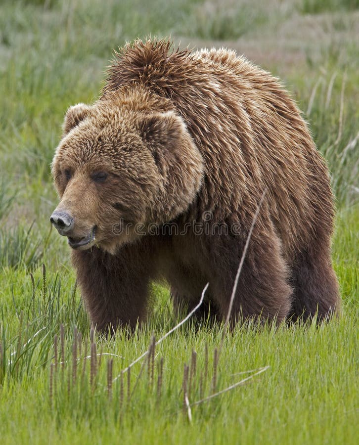 Urso marrom do Alasca imagem de stock. Imagem de campo - 12598465