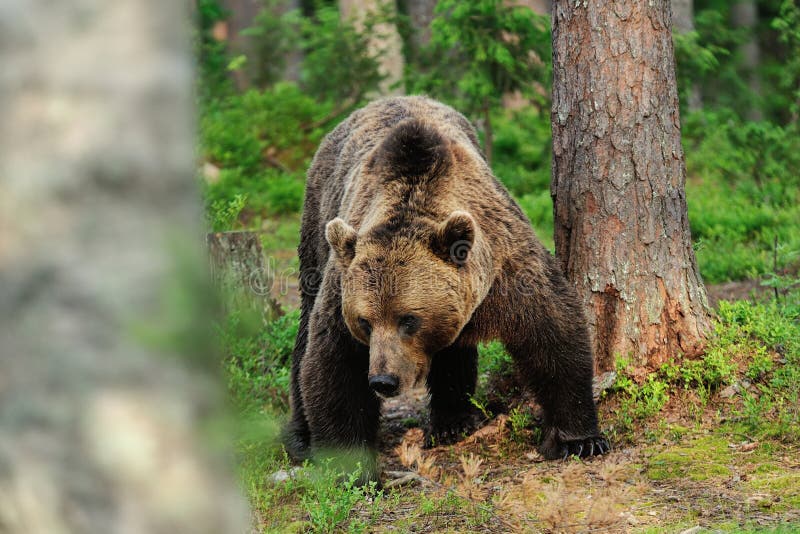 Urso Marrom Masculino Poderoso Foto de Stock - Imagem de europeu ...