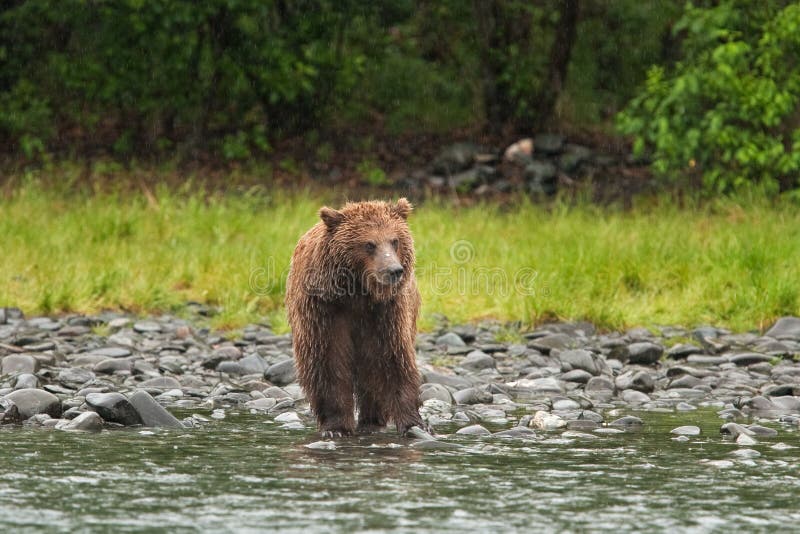 Urso Pardo, Arctos Do Ursus, Urso Do Silvertip, Alaska Imagem de Stock ...