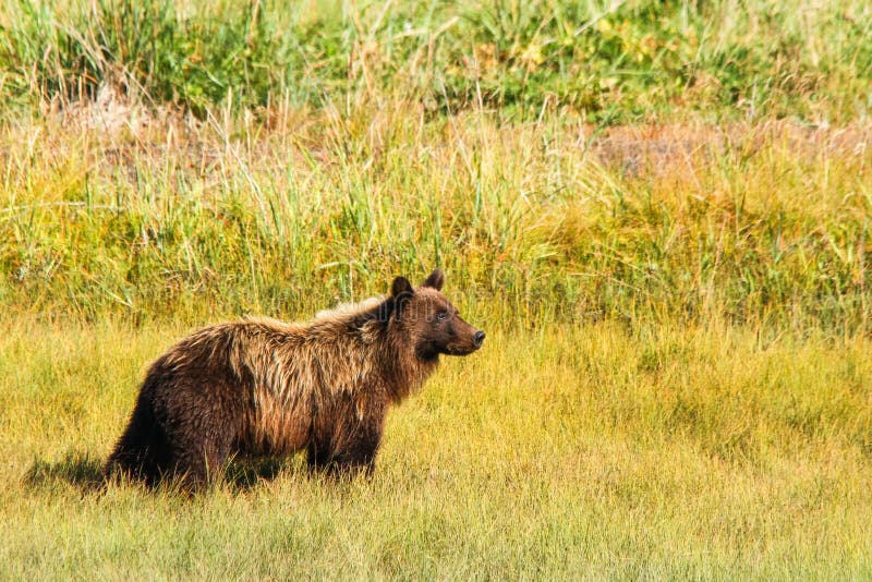 Urso Pardo De Alaska Brown No Campo Dourado Foto de Stock - Imagem de ...