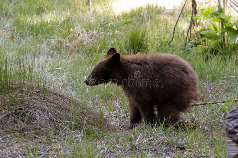 Urso Pardo Pooping Defecando O Urso Marrom Imagem de Stock - Imagem de ...