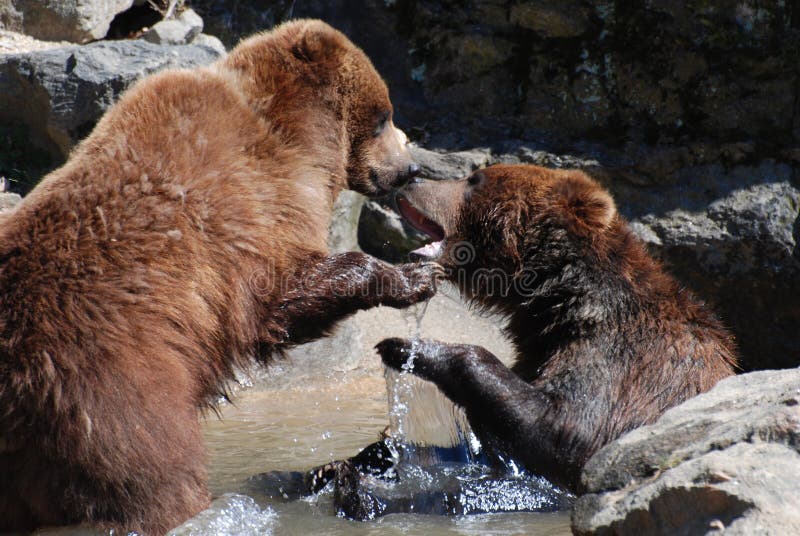 Urso Pardos Da Luta Romana Em Um Rio Raso Foto de Stock - Imagem de ...