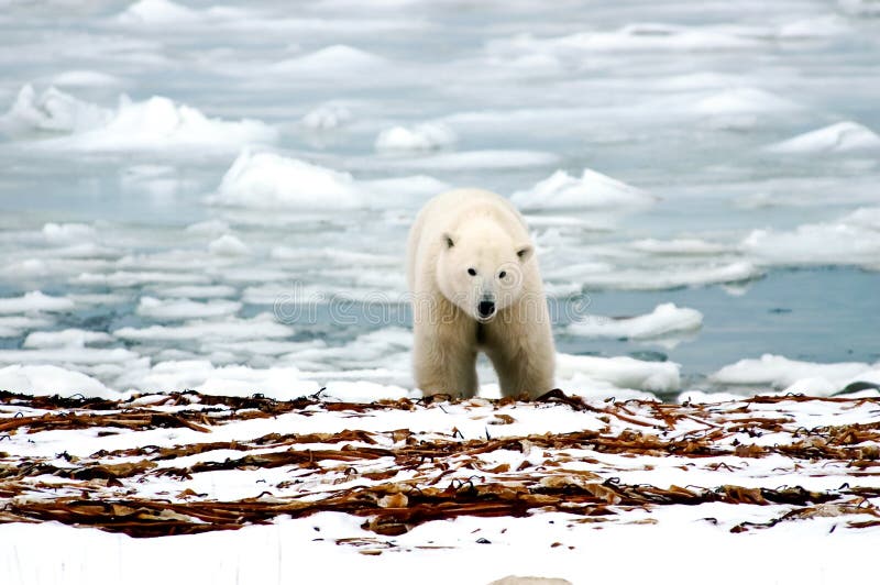 Urso polar imagem de stock. Imagem de polar, nave, predador - 15049163