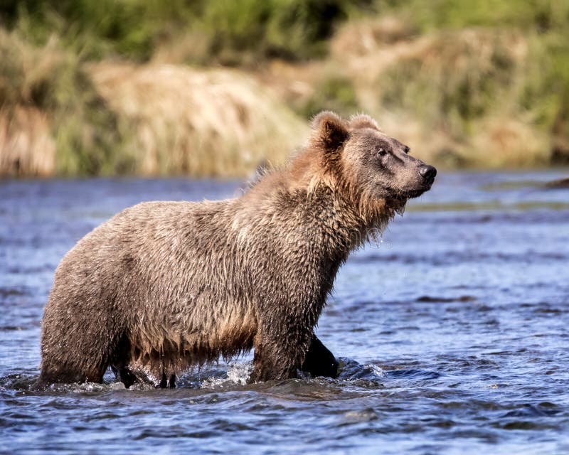 Ursos De Katmai Brown; Quedas Dos Ribeiros; Alaska; EUA Foto de Stock ...