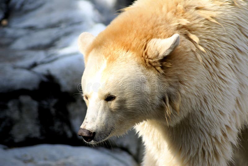 Ursus Americanus,Albino Black Stock Photo - Image of mammal, ursus: 3379292