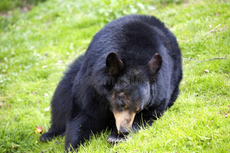 Ursus Americanus, Oso Negro Americano Imagen de archivo - Imagen de ...