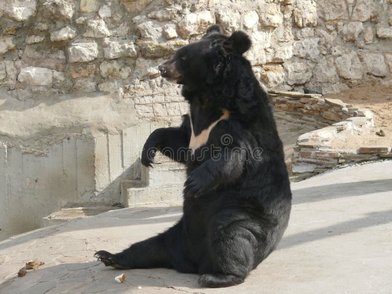 Ursus thibetanus stock photo. Image of large, tibetan - 17476744