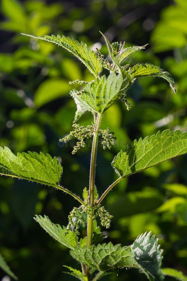 Urtica Dioica, Often Called Common Nettle, or Stinging Nettle, or ...