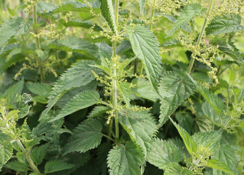 Urtica Dioica (stinging Nettle) Stock Photo - Image of urtica, stinging ...
