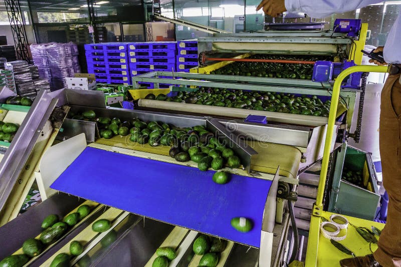 Avocado editorial stock image. Image of process, avocado - 115316424