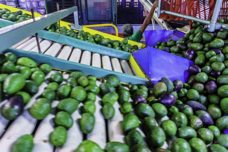 Avocado editorial photo. Image of export, packing, uruapan - 115316266