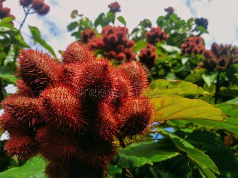 Urucum Is A Plant Whose Seeds Are Used To Make An Orange Dye And To ...