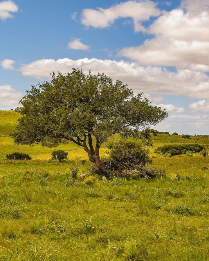 Uruguay Countryside Landscape Stock Image - Image of landscape, south ...